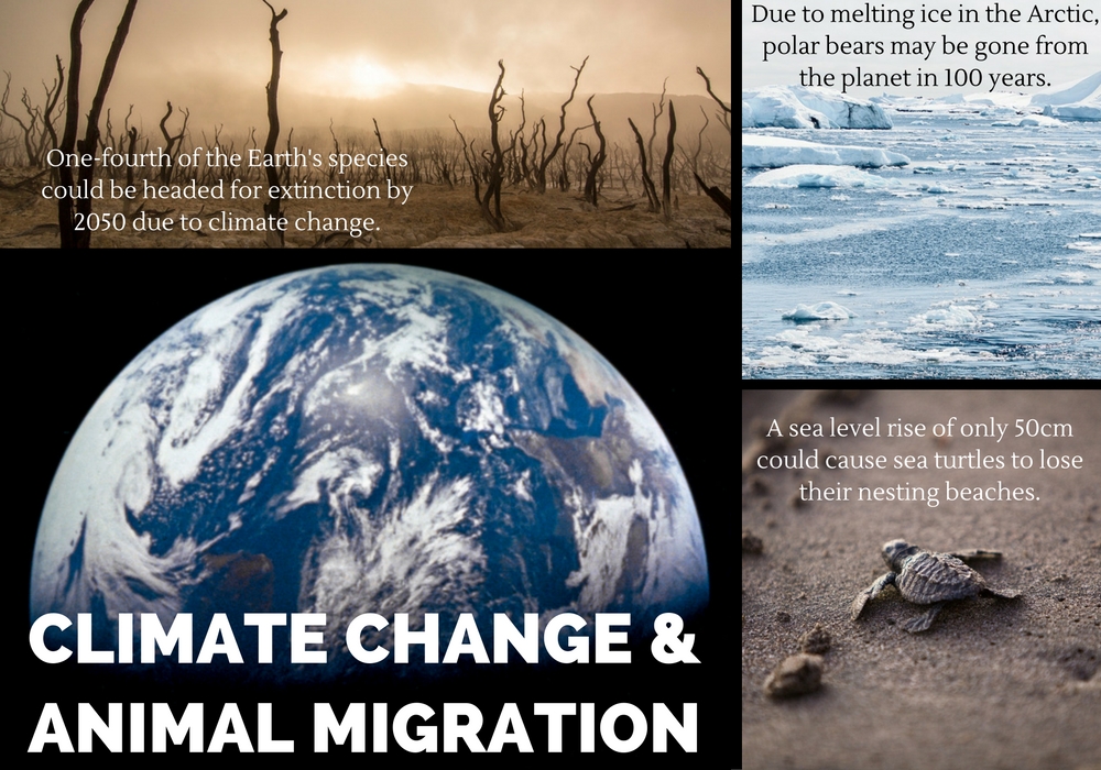 Climate change could mean extinction for many animals | Global Sisters ...