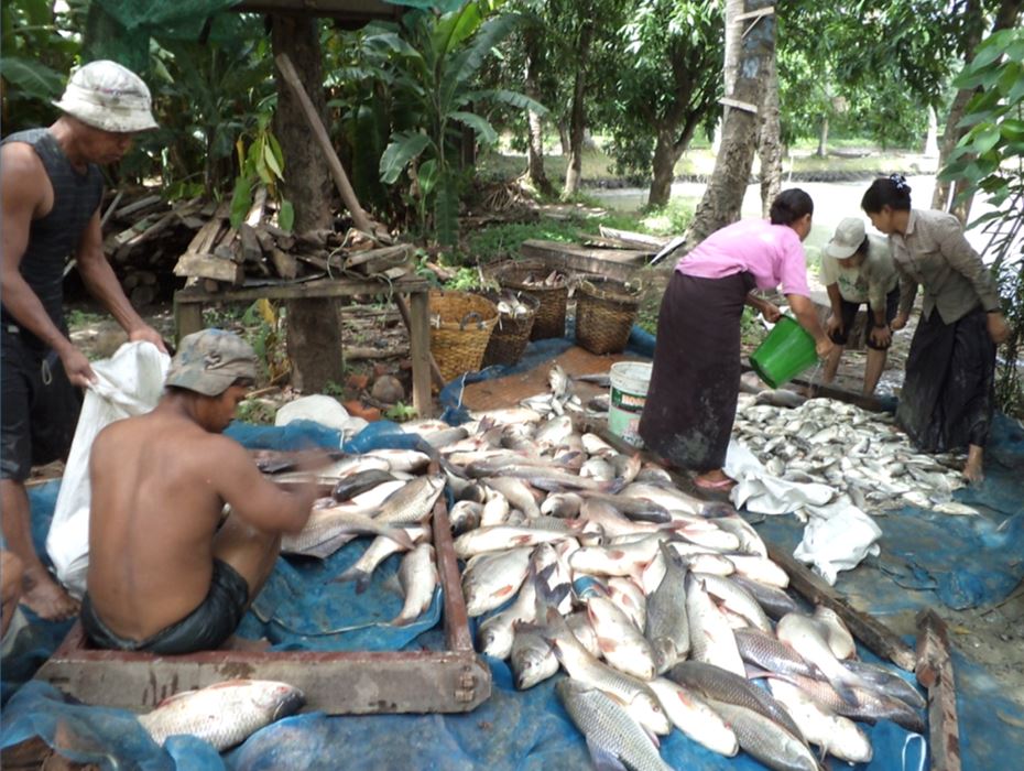 Myanmar fish farm: Small $9,000 grant became sustainable enterprise ...