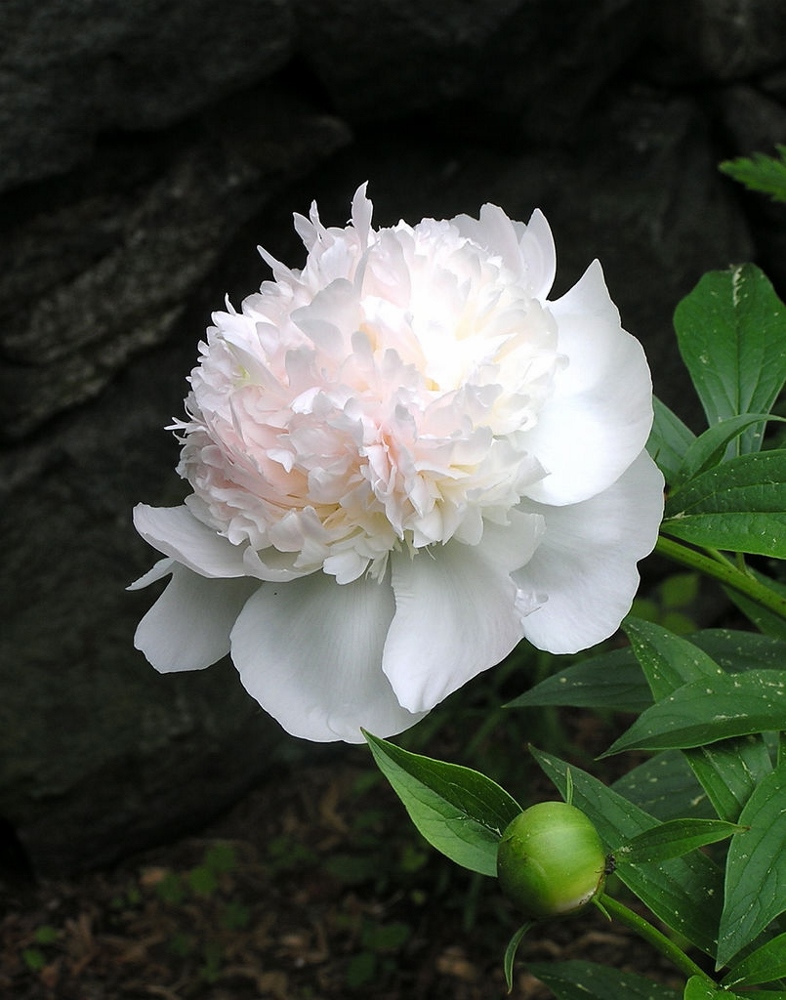 A lovely white peony | Global Sisters Report