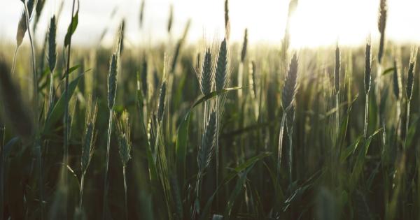 We need a little time for ordinariness | Global Sisters Report